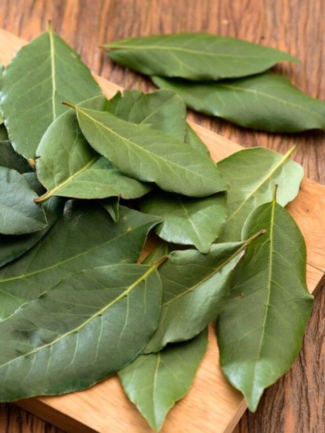 5 Usos mágicos do louro! - Juro Valendo