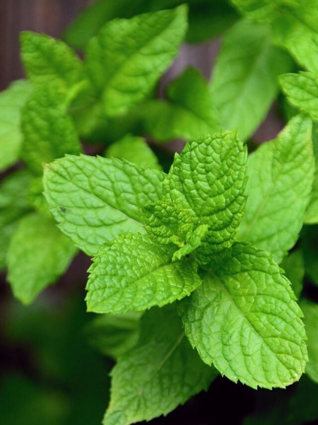 8 usos mágicos da hortelã! - Juro Valendo